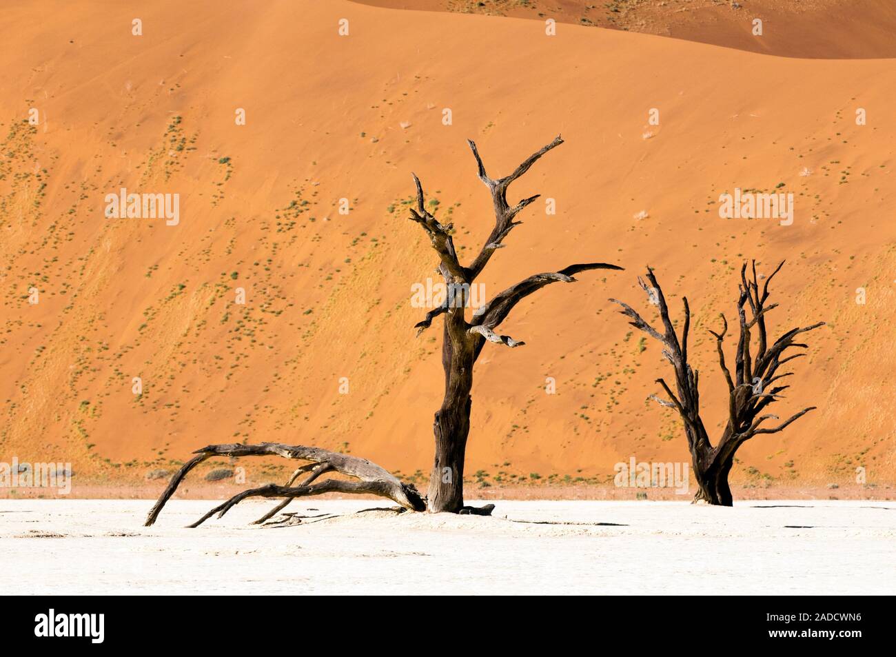 Dead trees in a clay pan. Photographed at Deadvlei, Sossusvlei, Namib ...