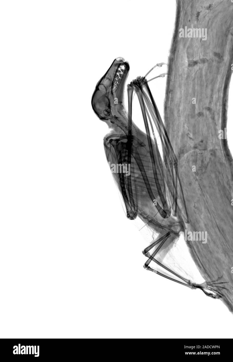 Egyptian fruit bat (Erinaceus europaeus) climbing on a tree, X-ray ...