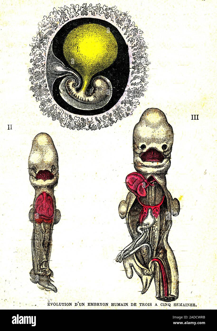 Human embyro development. 1885 illustration by A. Demarle showing the ...