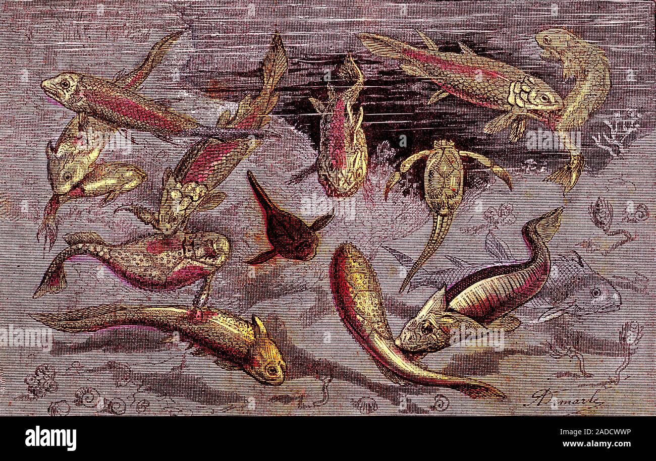 Devonian animals. 1885 illustration by A. Demarle, showing different ...