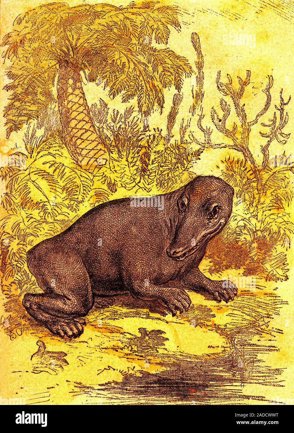 Prehistoric amphibian. 1885 illustration by A. Demarle of a prehistoric ...