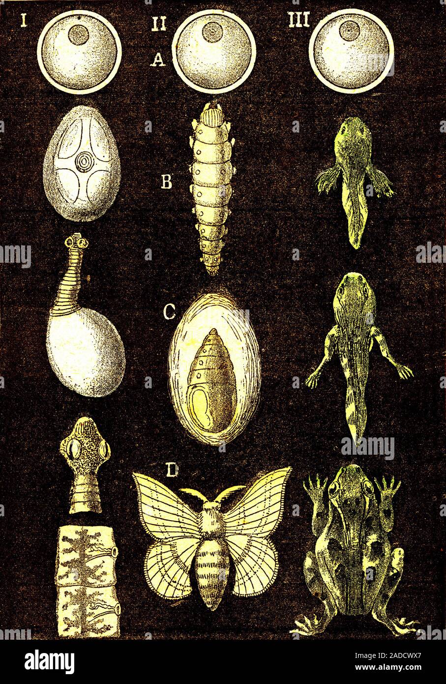 Animal development. 1885 illustration by A. Demarle showing the ...