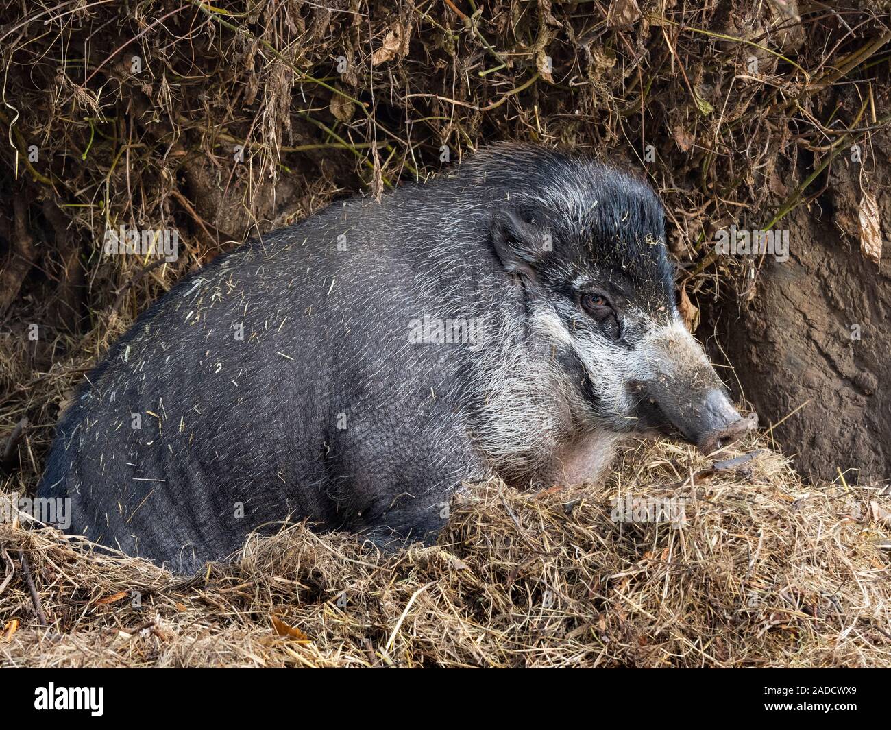 Visayan warty pig Sus cebifrons Captive photograph Stock Photo - Alamy