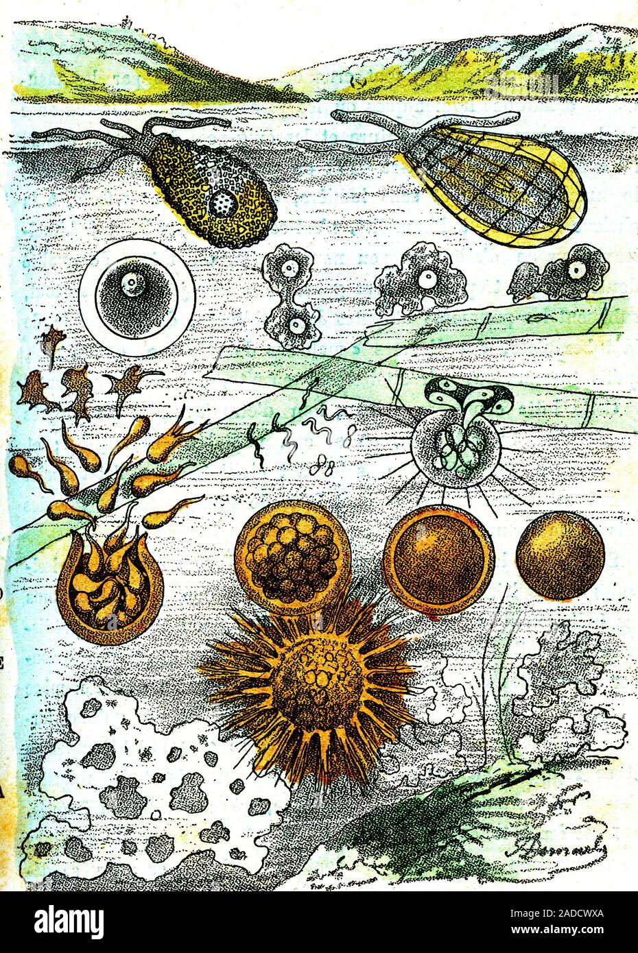 Prehistoric micro-organisms. 1885 illustration by A. Demarle of a ...