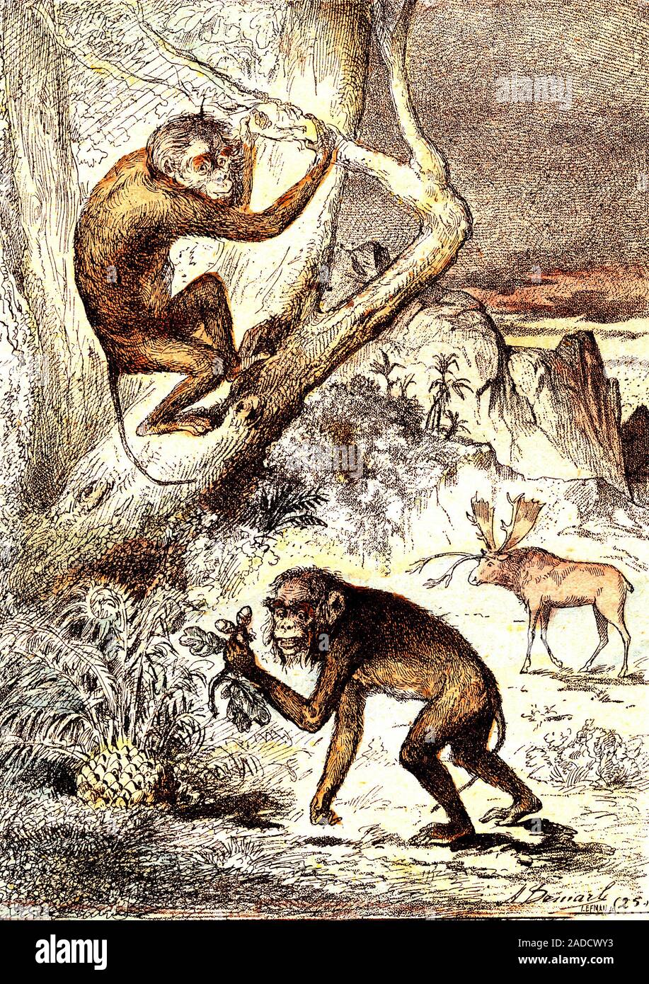 Prehistoric macaques. 1885 illustration by A. Demarle of macaques ...