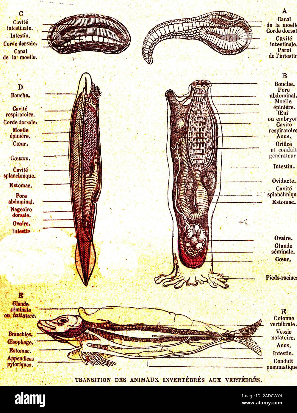 Evolution of vertebrates. 1885 illustration by A. Demarle depicting the ...