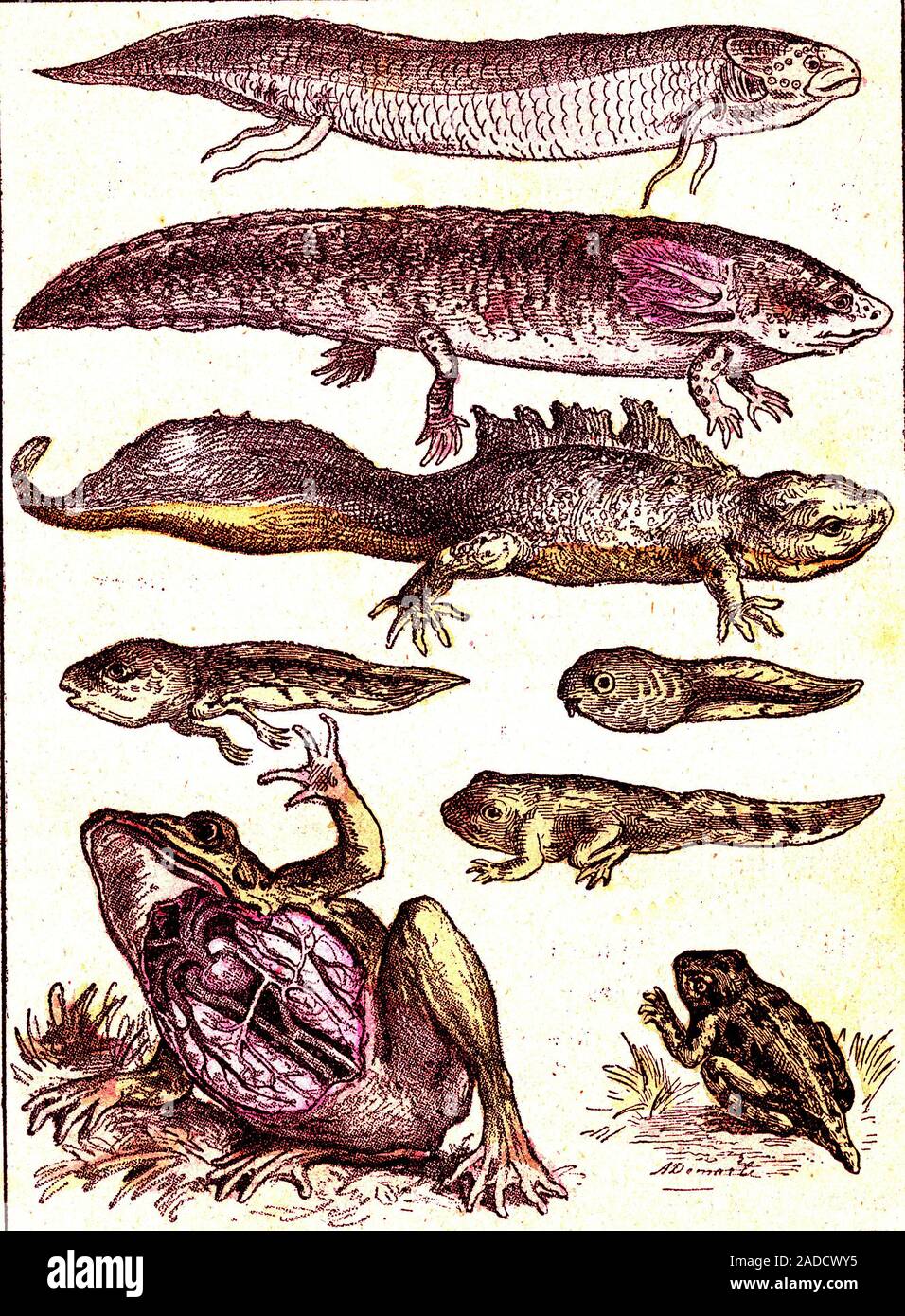 Evolution of amphibians. 1885 illustration by A. Demarle depicting the ...