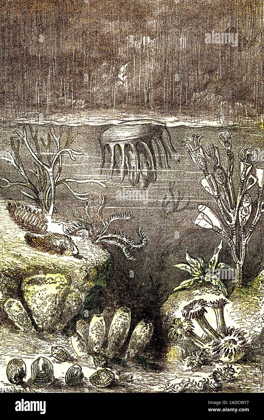 Prehistoric sea animals. 1885 illustration by A. Demarle of a ...