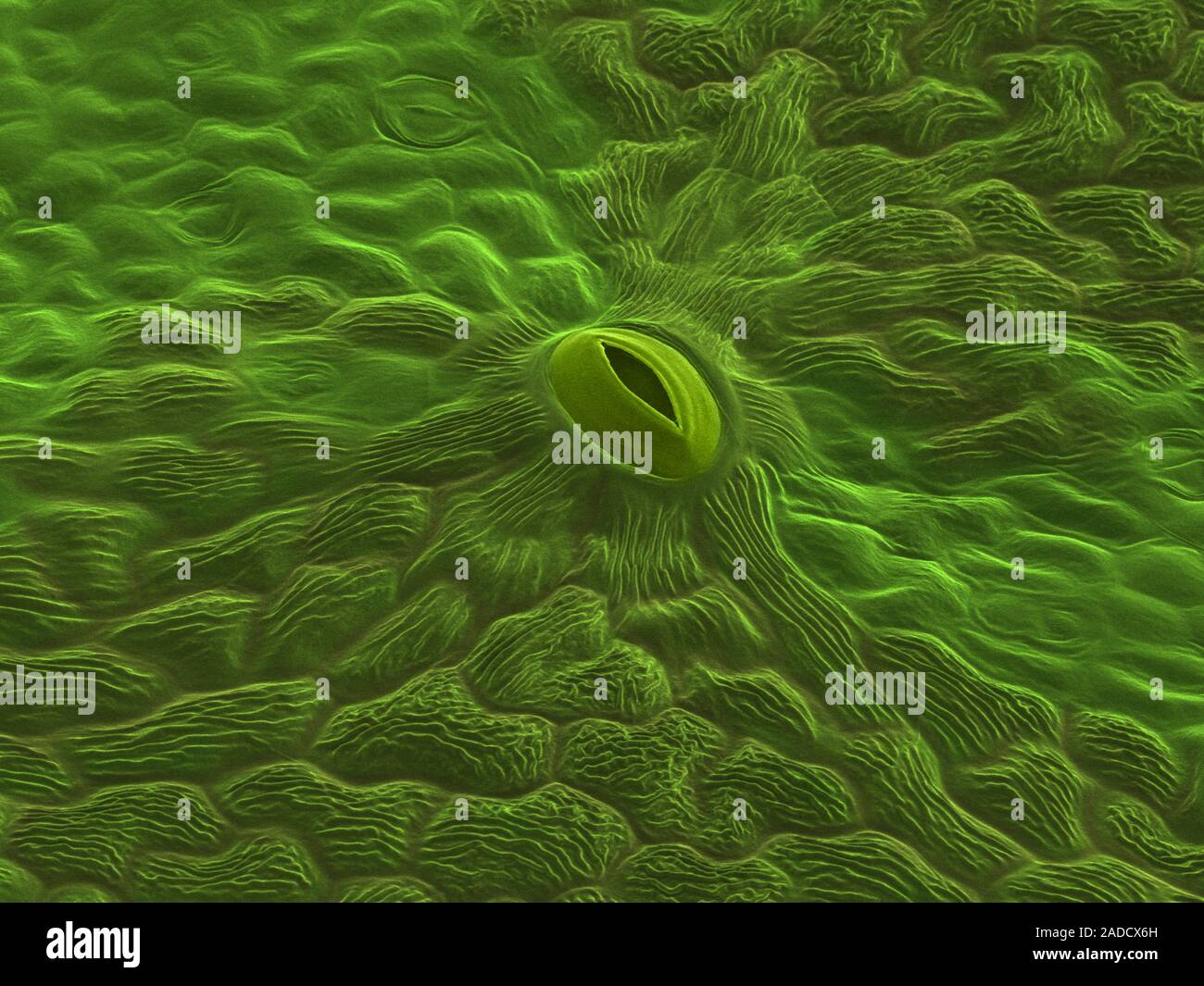 Coloured scanning electron micrograph (SEM) of a stoma on a Boston ivy ...