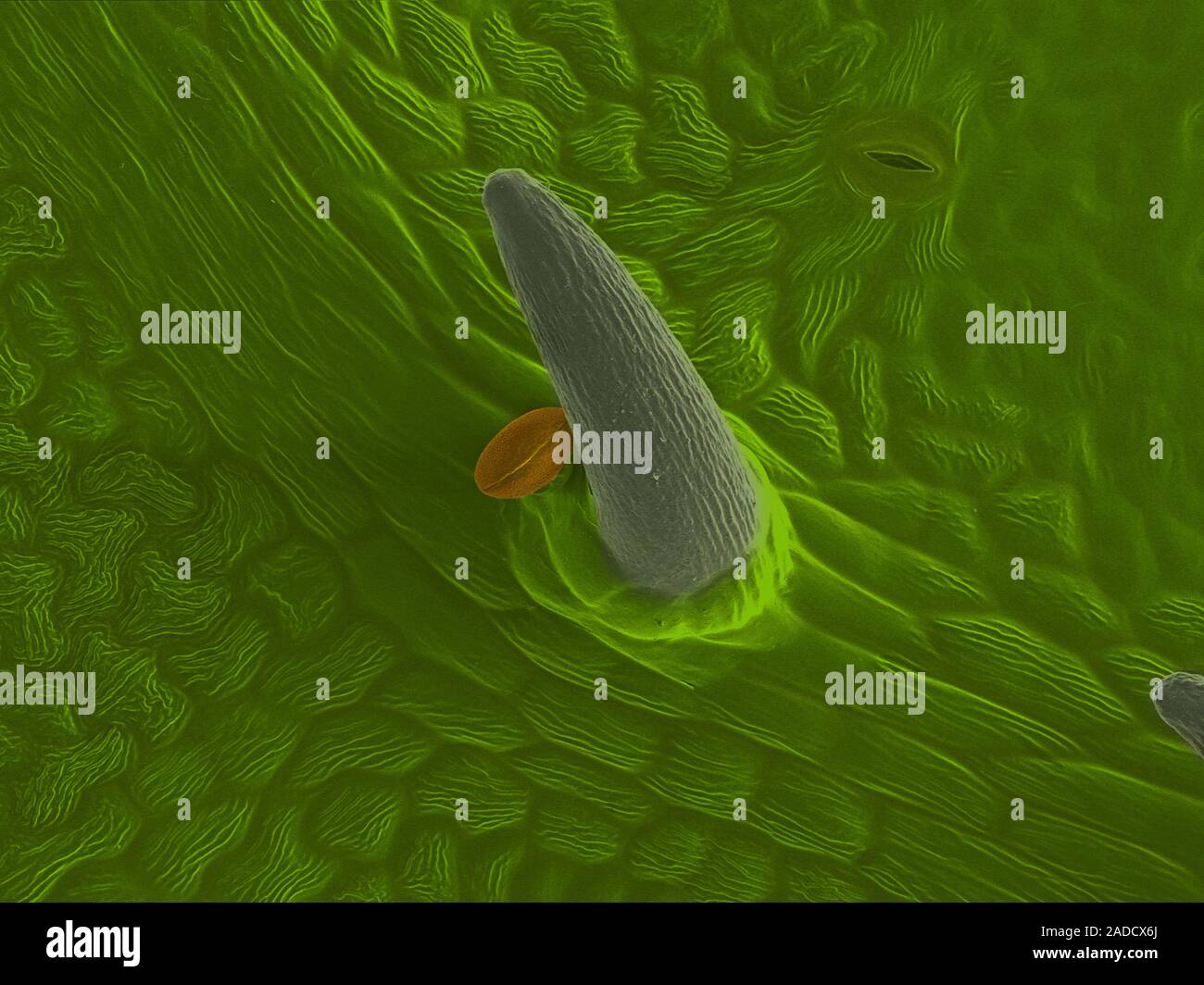 Coloured scanning electron micrograph (SEM) of a pollen grain and ...