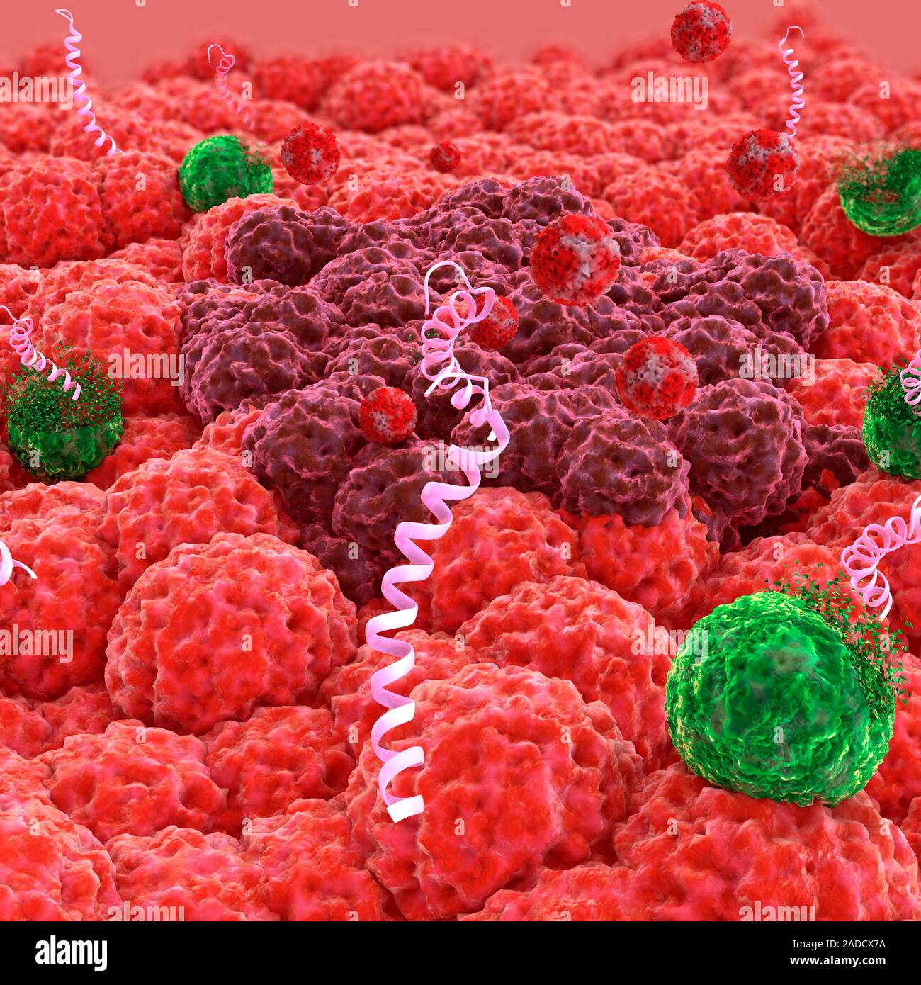 Antimicrobial peptides, illustration. Antimicrobial peptides (AMPs ...