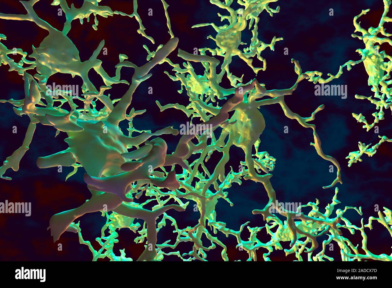 Nerve cells, illustration. A neuron, or a nerve cell, is a structural ...