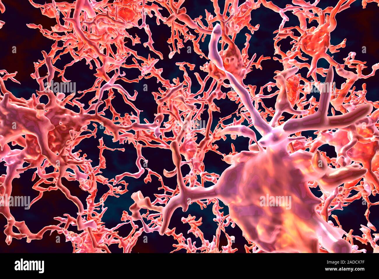 Nerve cells, illustration. A neuron, or a nerve cell, is a structural ...