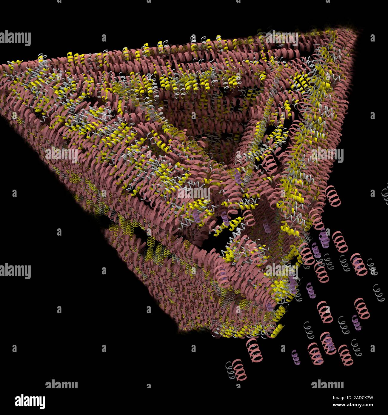 Protein assembly, conceptual illustration. Amino acids assemble into ...