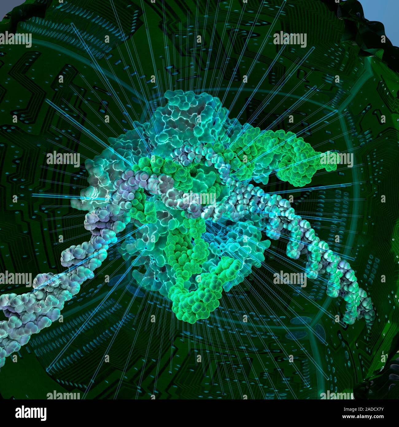 CRISPR-Cas9 gene editing complex, molecular structure. The CRISPR-Cas9 ...