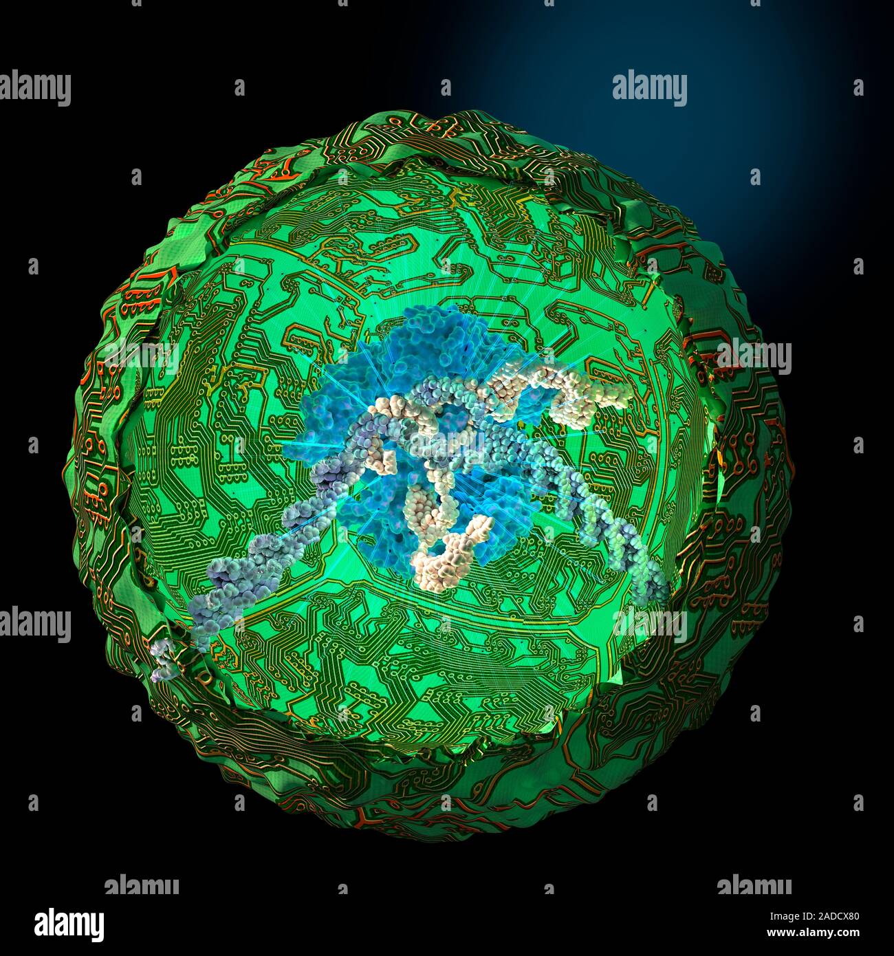 CRISPR-Cas9 gene editing complex, molecular structure. The CRISPR-Cas9 ...