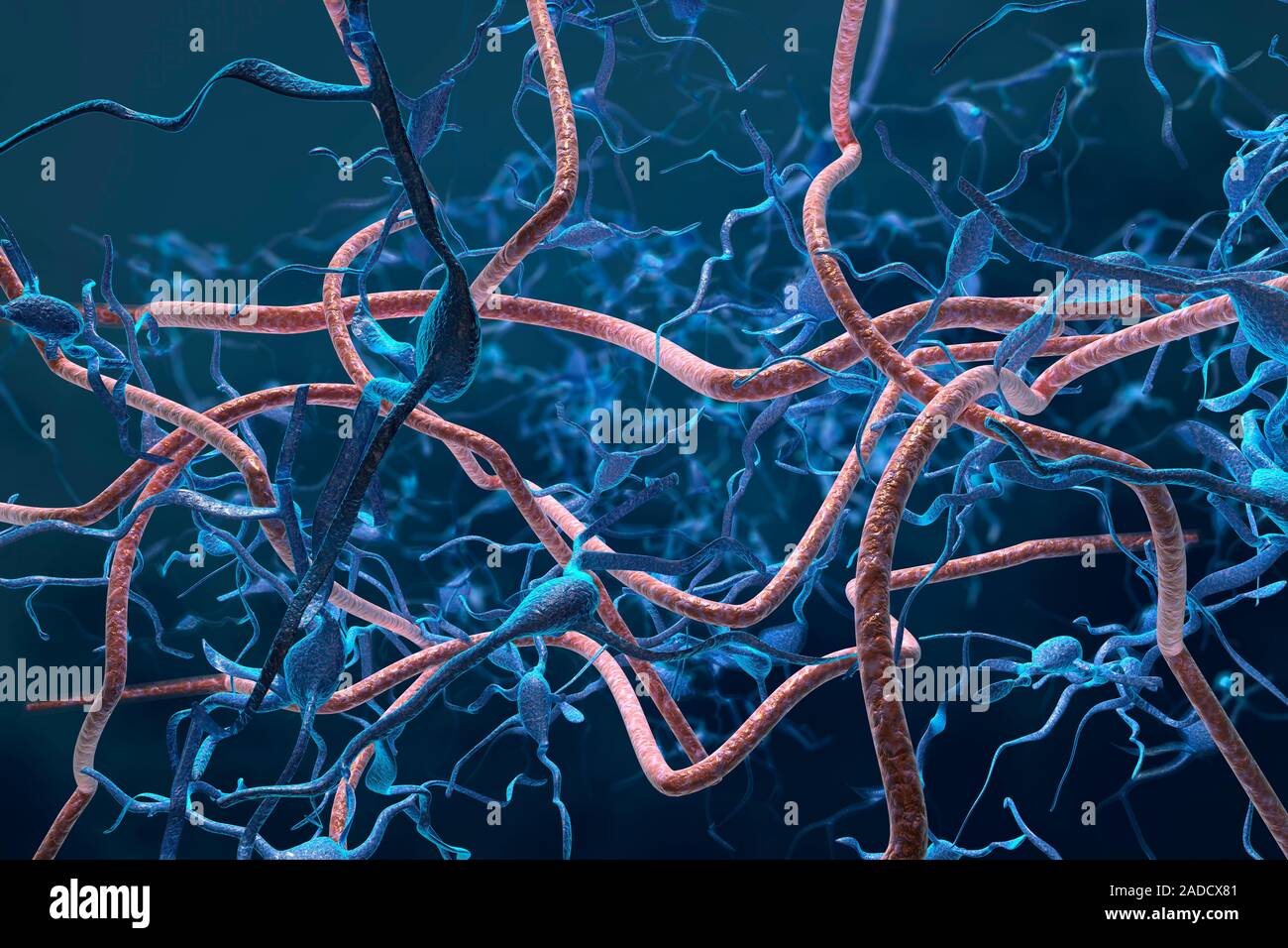 Illustration of blood vessels (pink) and neurons, or nerve cells (blue ...
