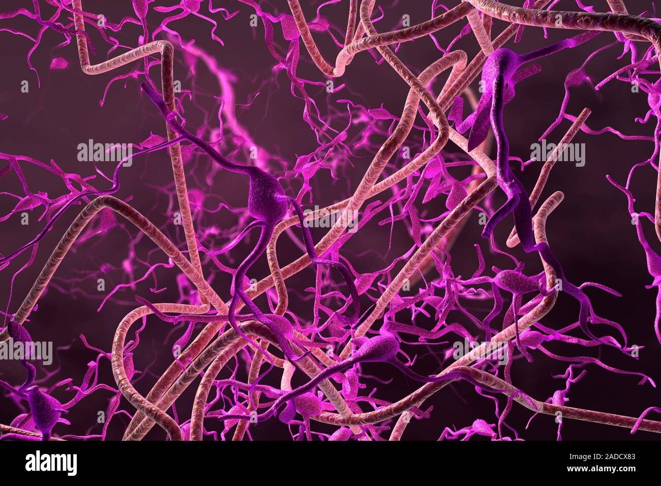 Illustration of blood vessels (pink) and neurons, or nerve cells ...