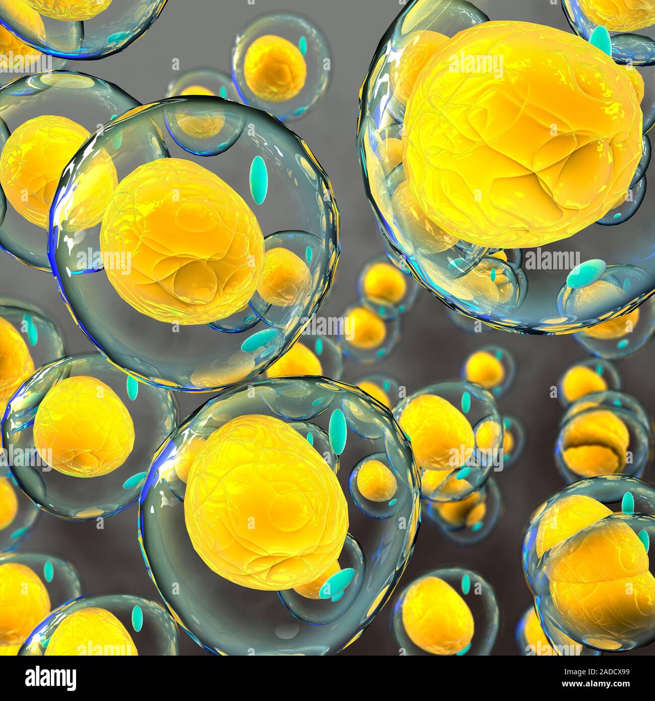 Fat cells, illustration. Fat cells (adipocytes or lipocytes) are the ...