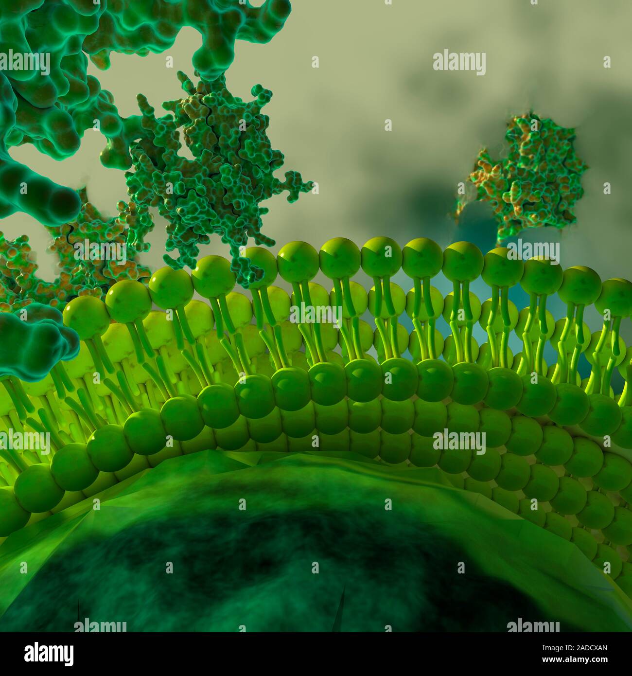 The cell membrane separates the inner constituents of a cell from the ...