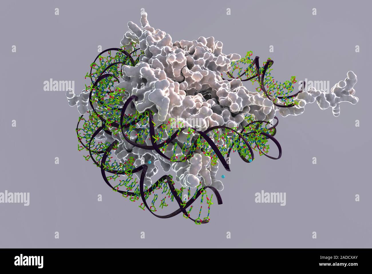 A nucleosome is a subunit of chromatin, the substance that forms ...
