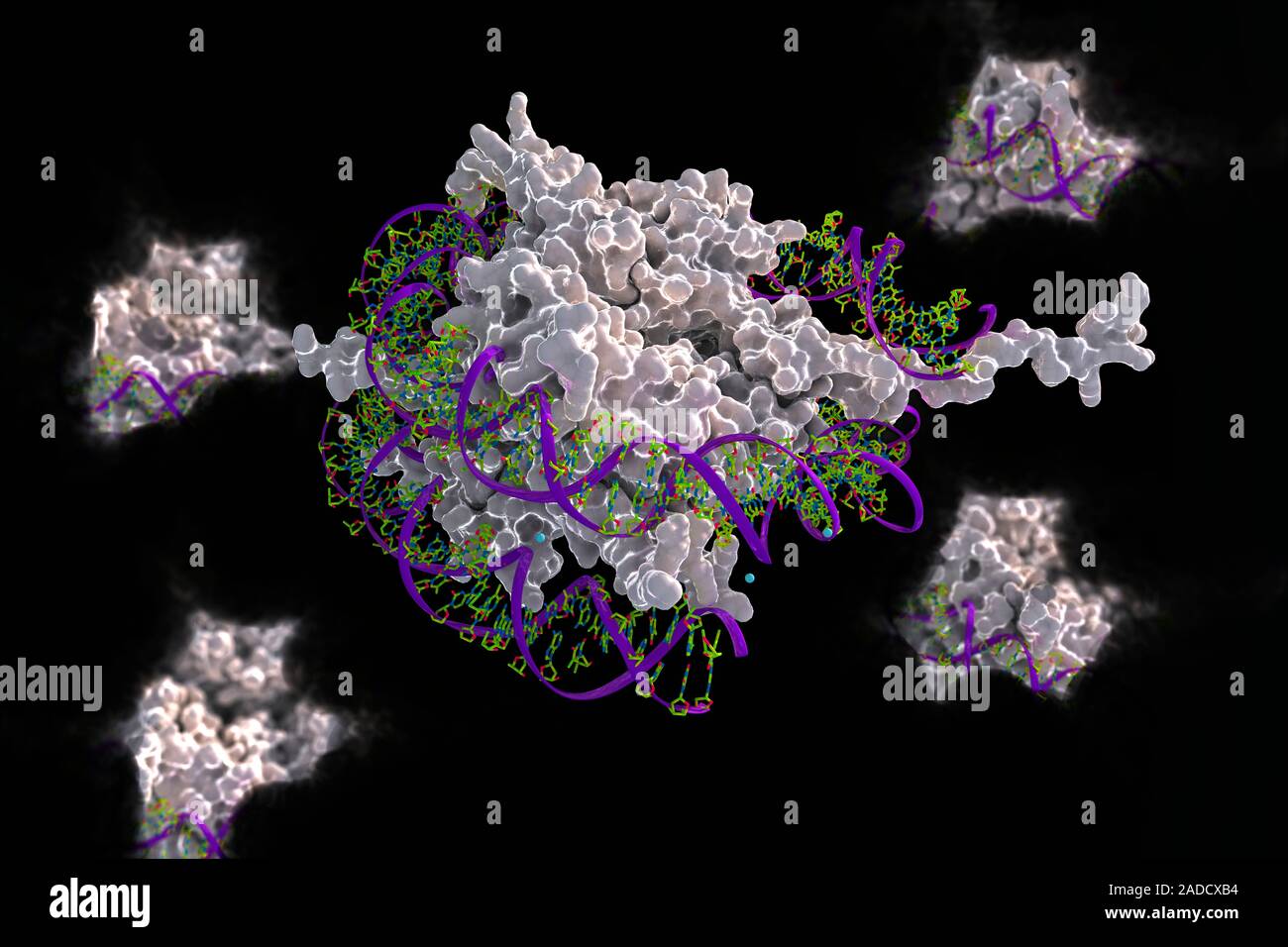 A nucleosome is a subunit of chromatin, the substance that forms ...