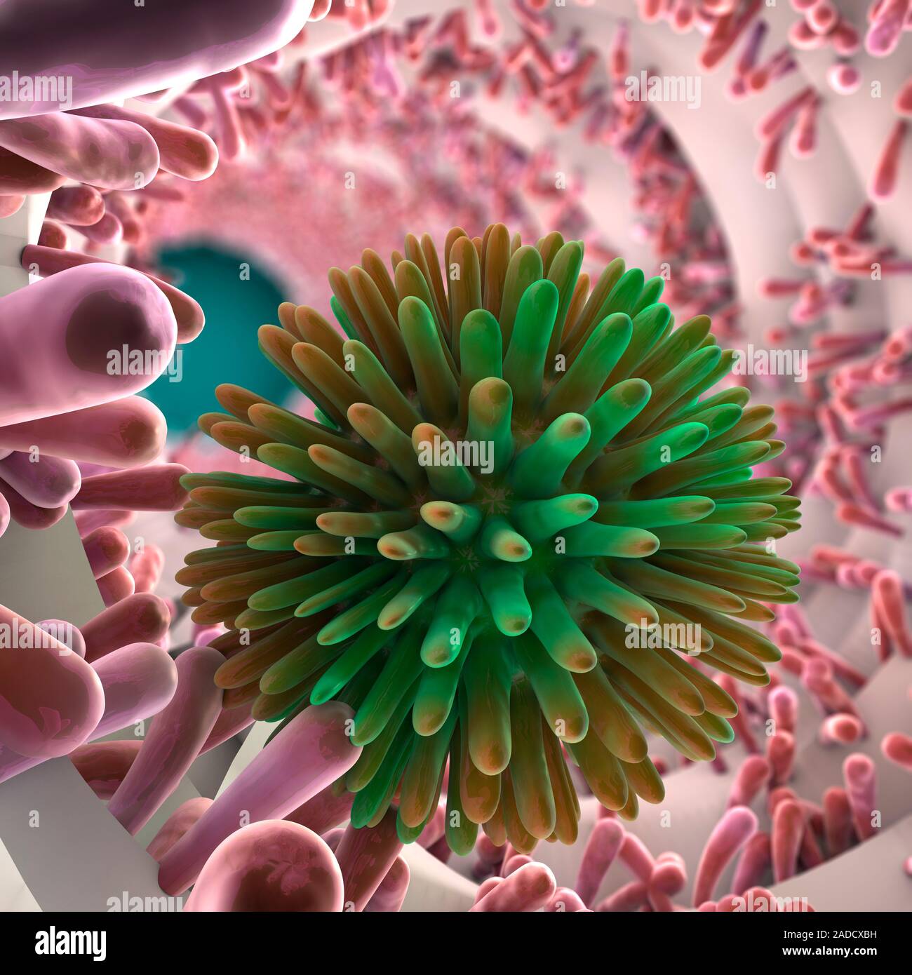 Virus particle, illustration. A virus particle, or virion, consists of ...