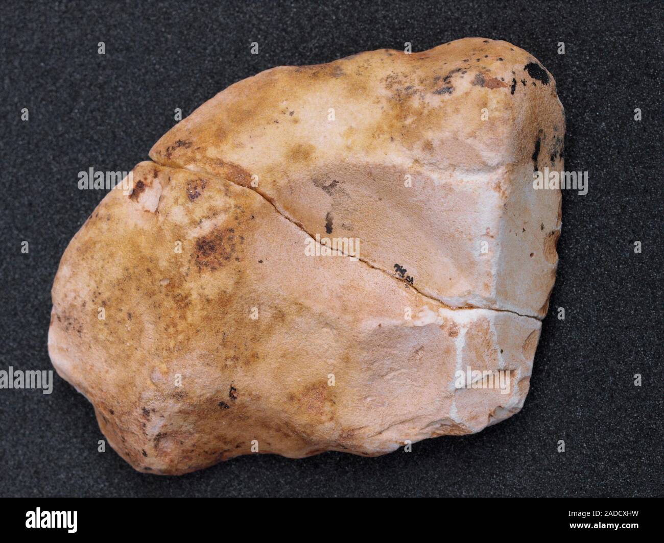 Prehistoric stone tool from Sima del Elefante site. This site is ...