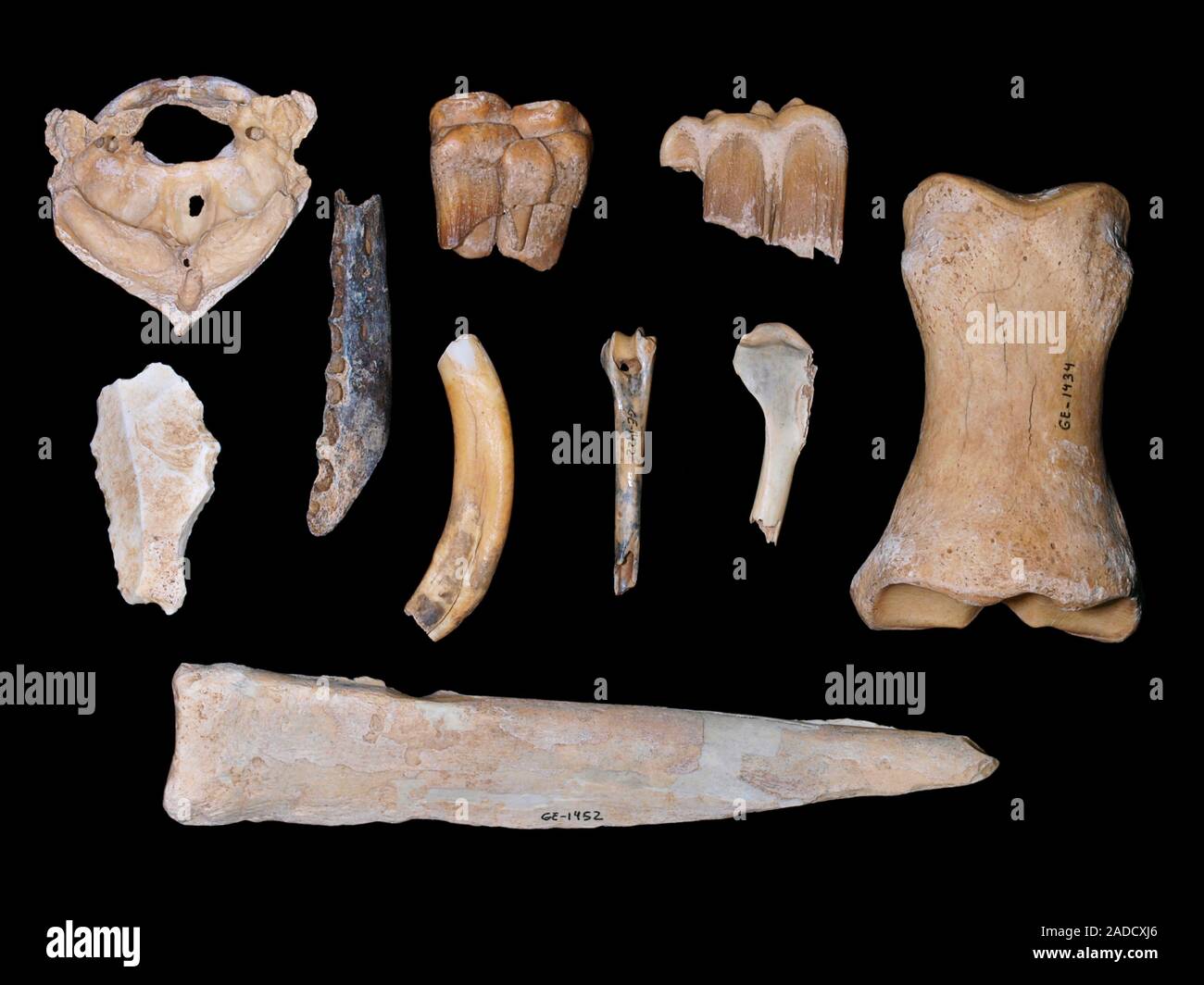Prehistoric fossils and tools from Galeria site. Excavations at this ...