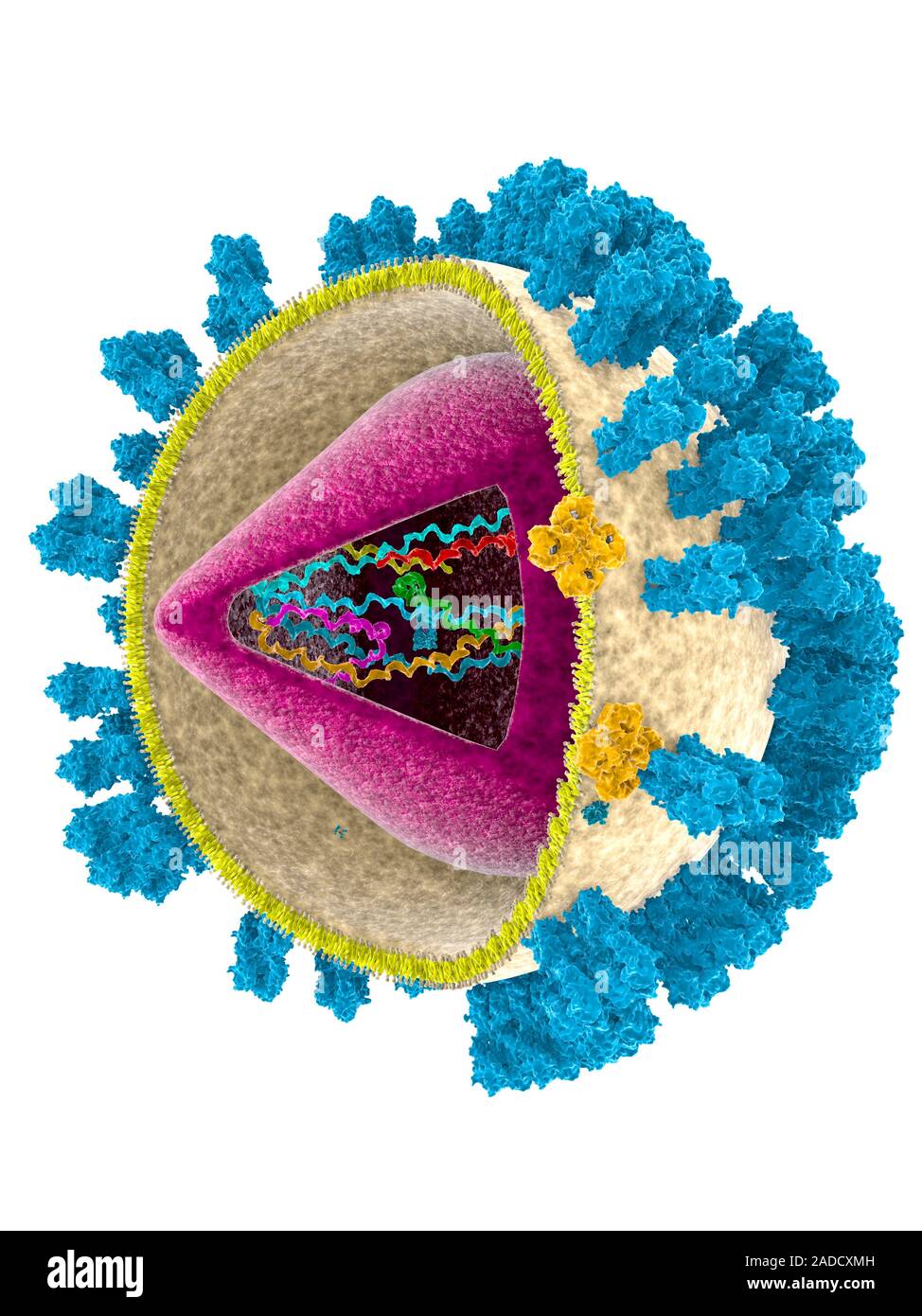 Influenza (flu) virus H3N2 strain. Illustration showing the structure ...