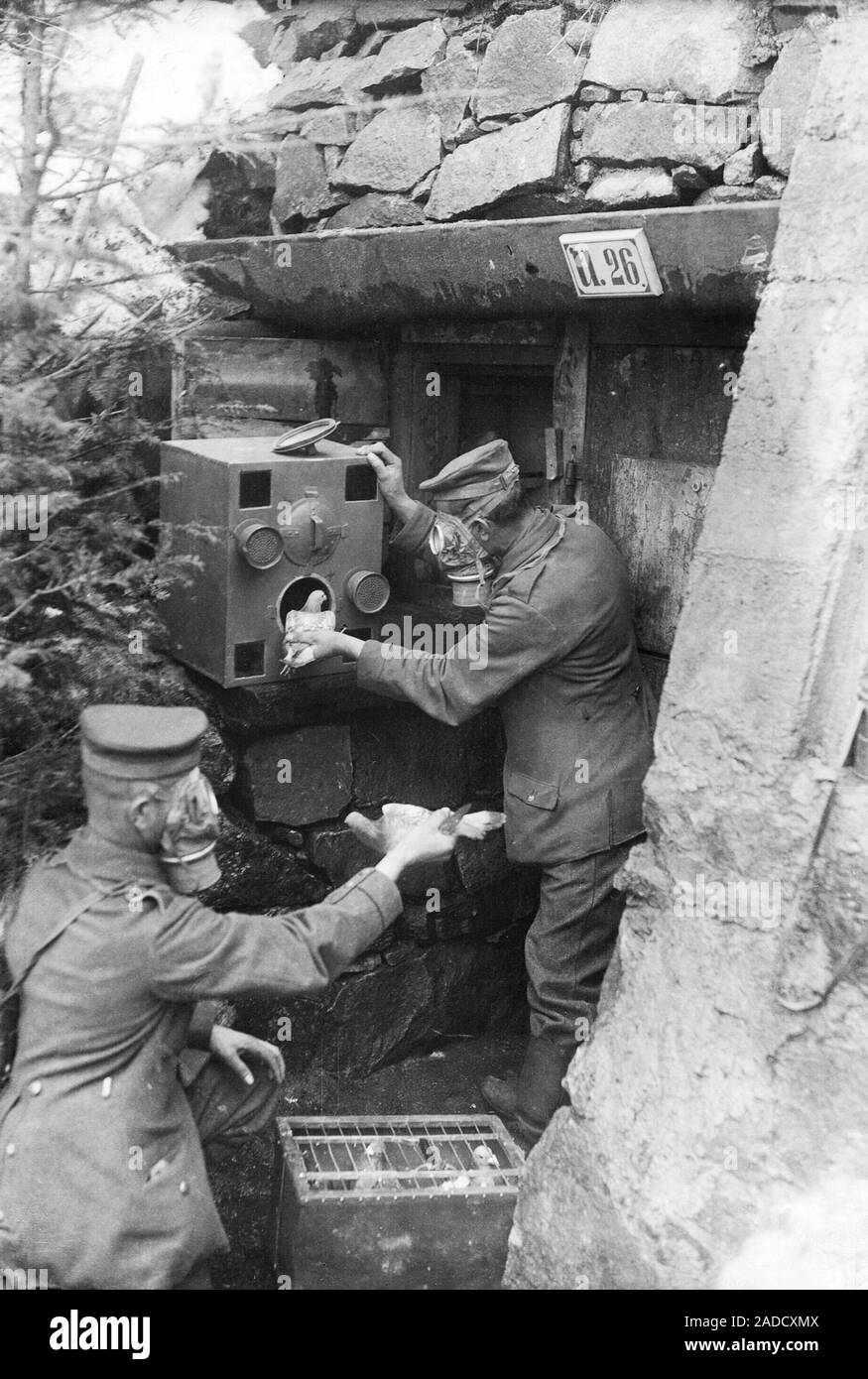 Gas protection for German carrier pigeons during the First World War ...