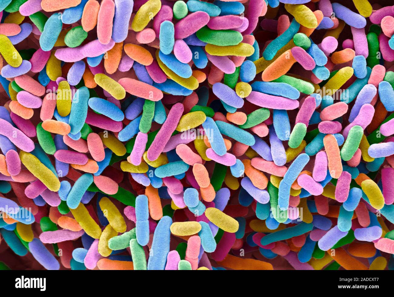 E.coli bacteria. Coloured scanning electron micrograph of the rod ...