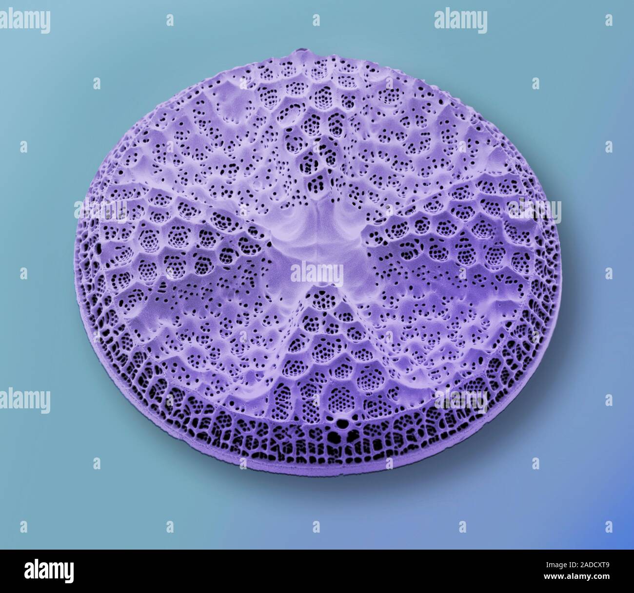 Diatom. Coloured scanning electron micrograph (SEM) of an Actinoptychus ...