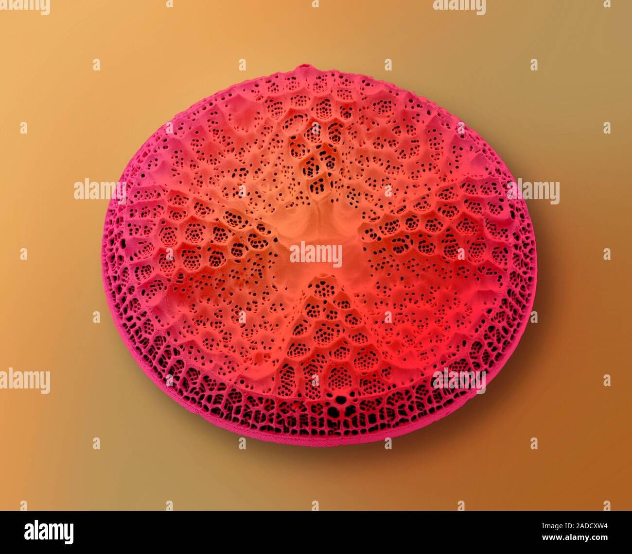 Diatom. Coloured scanning electron micrograph (SEM) of an Actinoptychus ...