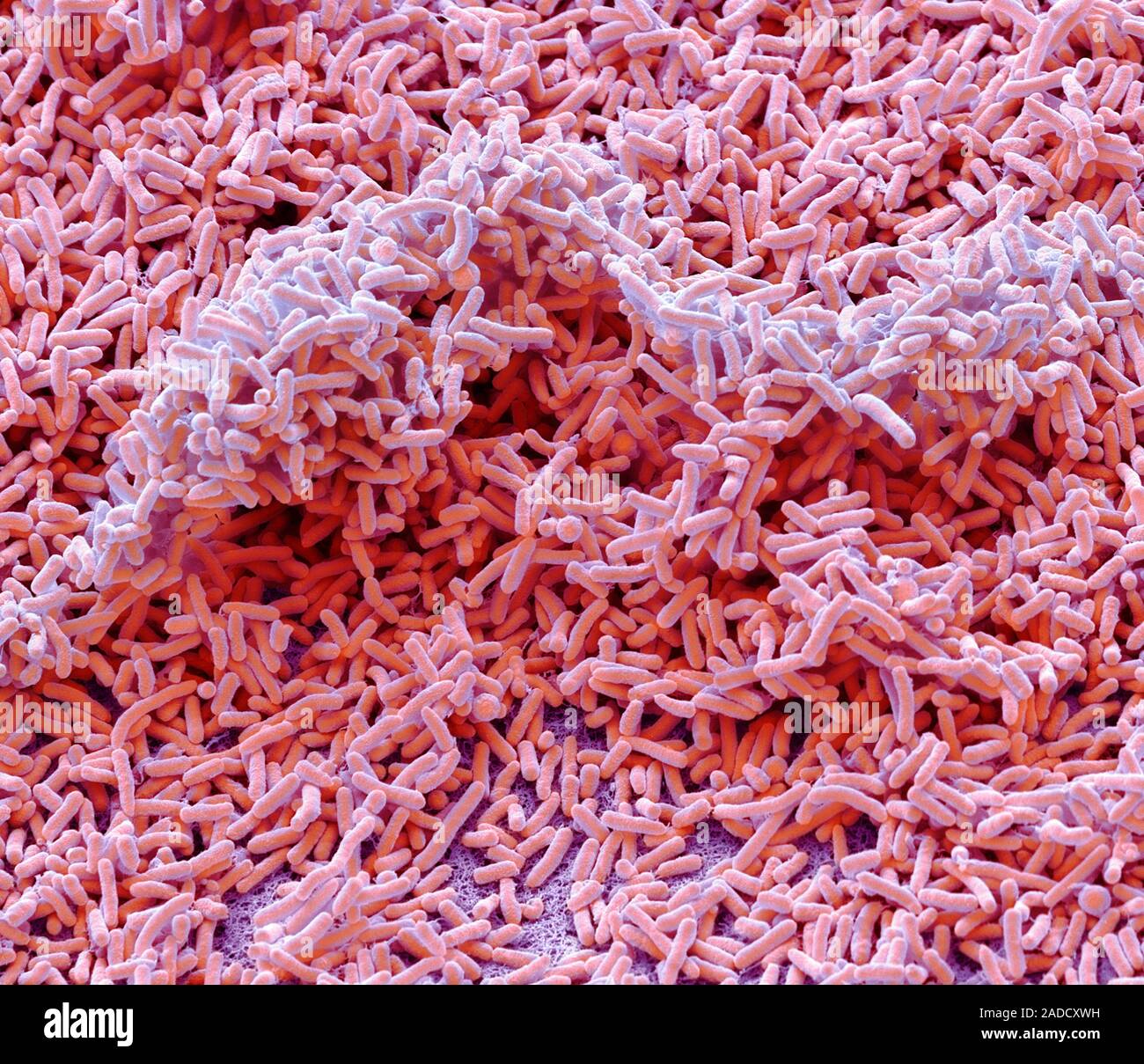 Pseudomonas bacteria. Coloured scanning electron micrograph (SEM) of ...