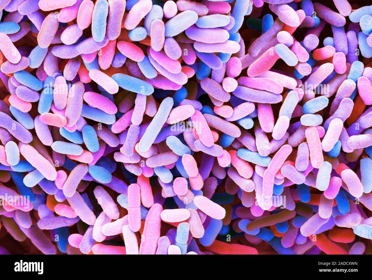 E.coli bacteria. Coloured scanning electron micrograph of the rod ...