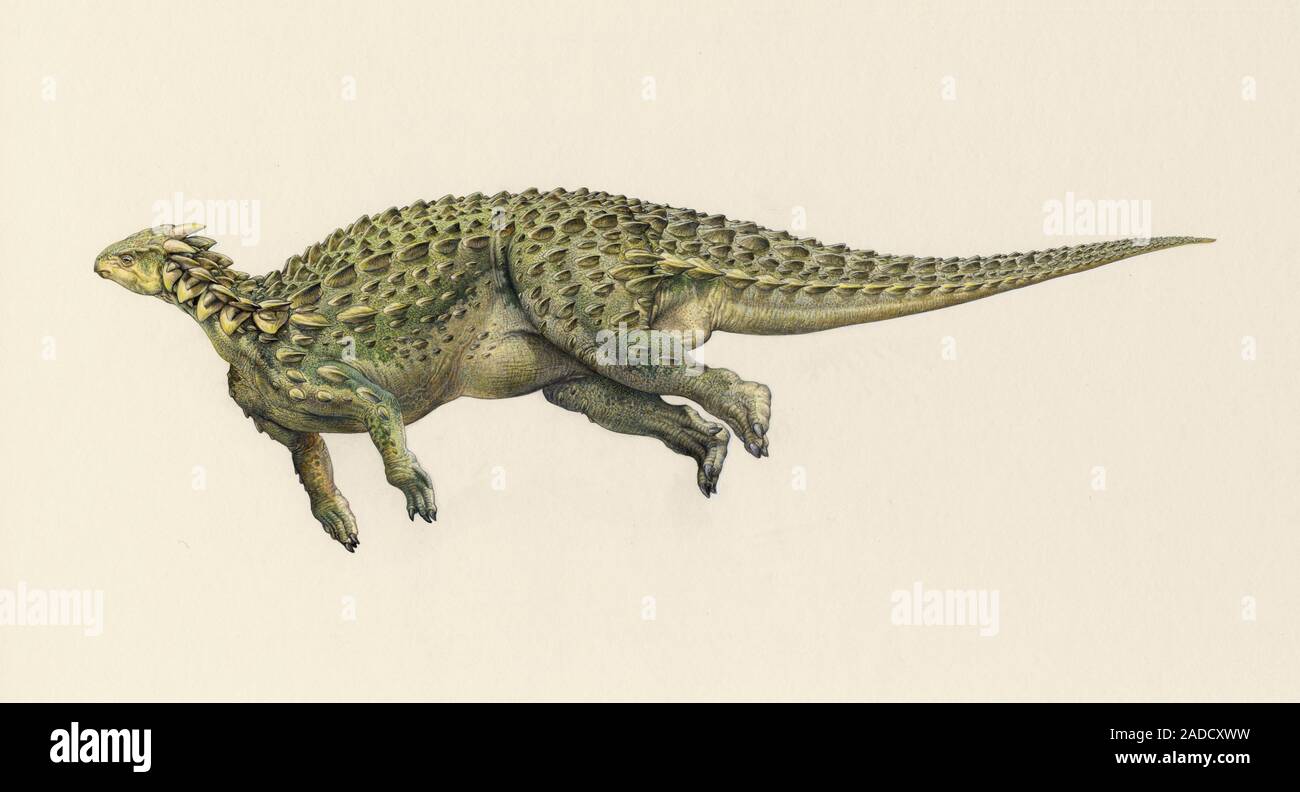 Scelidosaurus dinosaur, illustration. This four-metre long armoured herbivorous dinosaur lived ...
