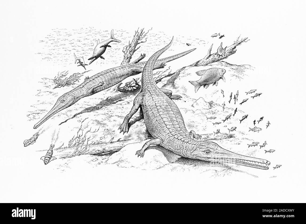 Pelagosaurus prehistoric crocodiles. Illustration of two Pelagosaurus ...