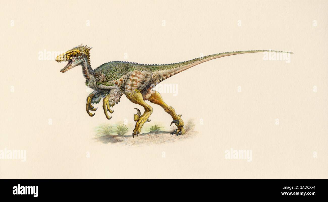 Feathered Dromaeosaurus dinosaur, illustration. This predatory ...