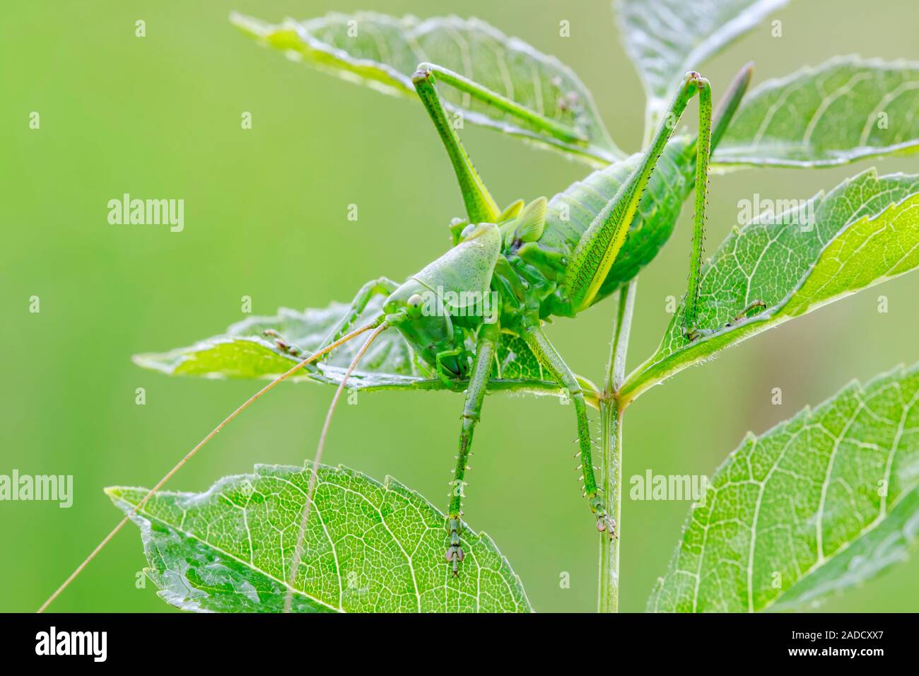 Close-up of a great green bush cricket nymph (Tettigonia viridissima ...