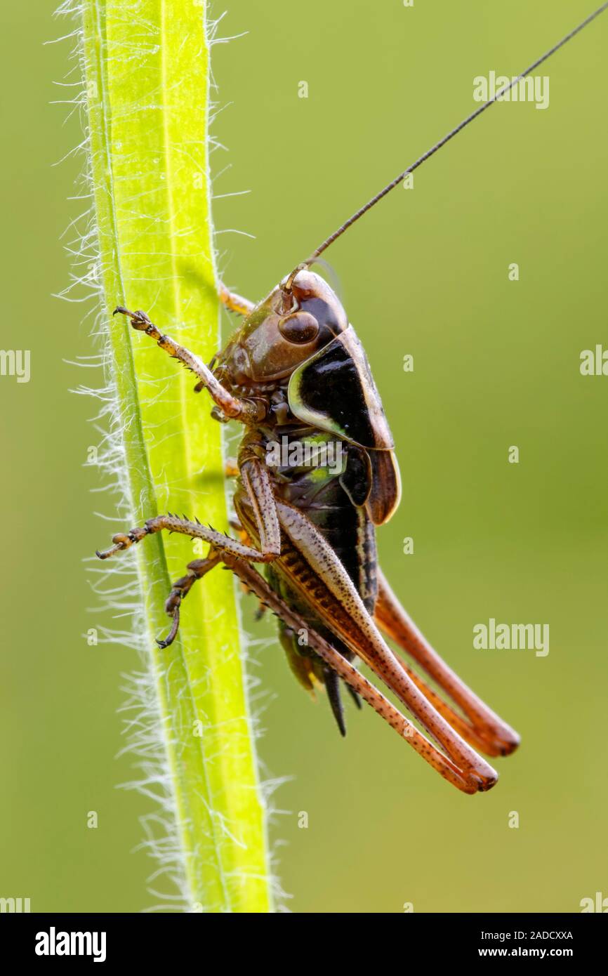 Male Roesels bush cricket (Metrioptera roeselii) nymph resting on a ...