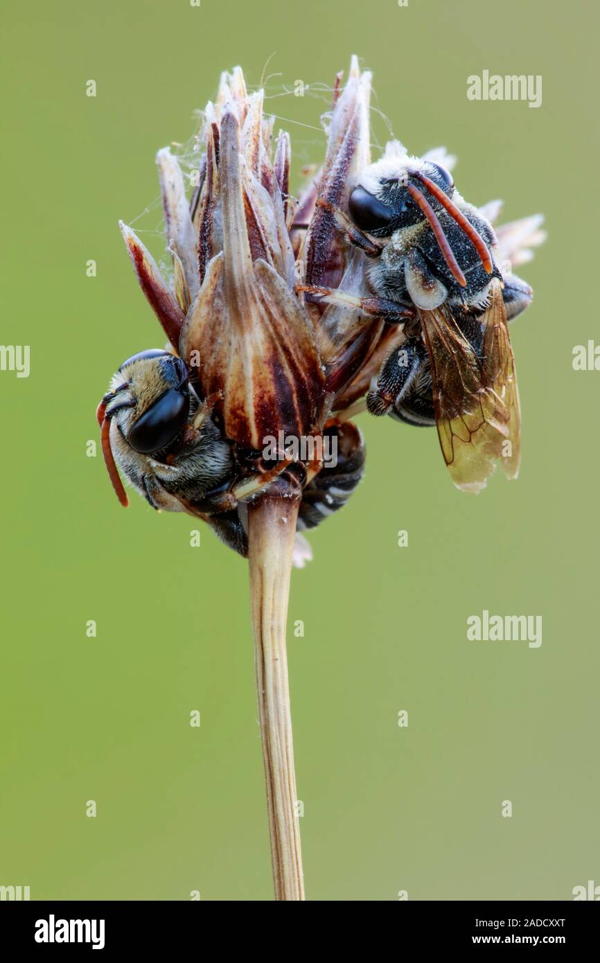 Two solitary bees (Nomiapis diversipes) resting on the desiccated seed ...