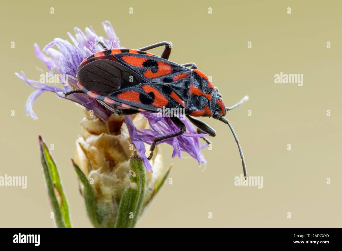Ground bug (Spilostethus saxatilis) resting on a knapweed (Centaurea sp ...