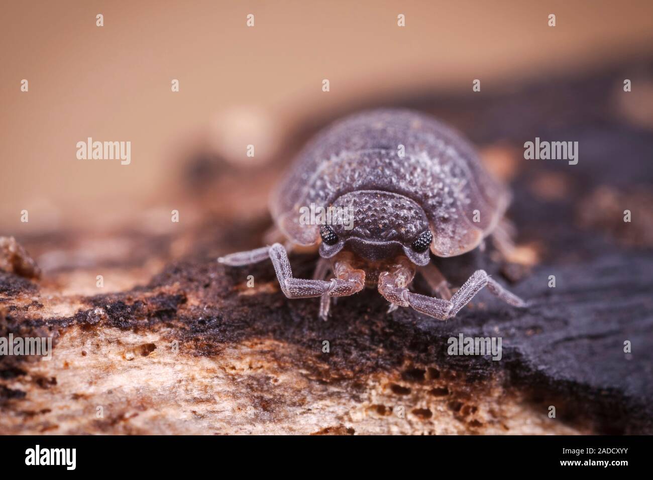 Frontal close-up of a common rough woodlouse (Porcellio scaber) on a ...