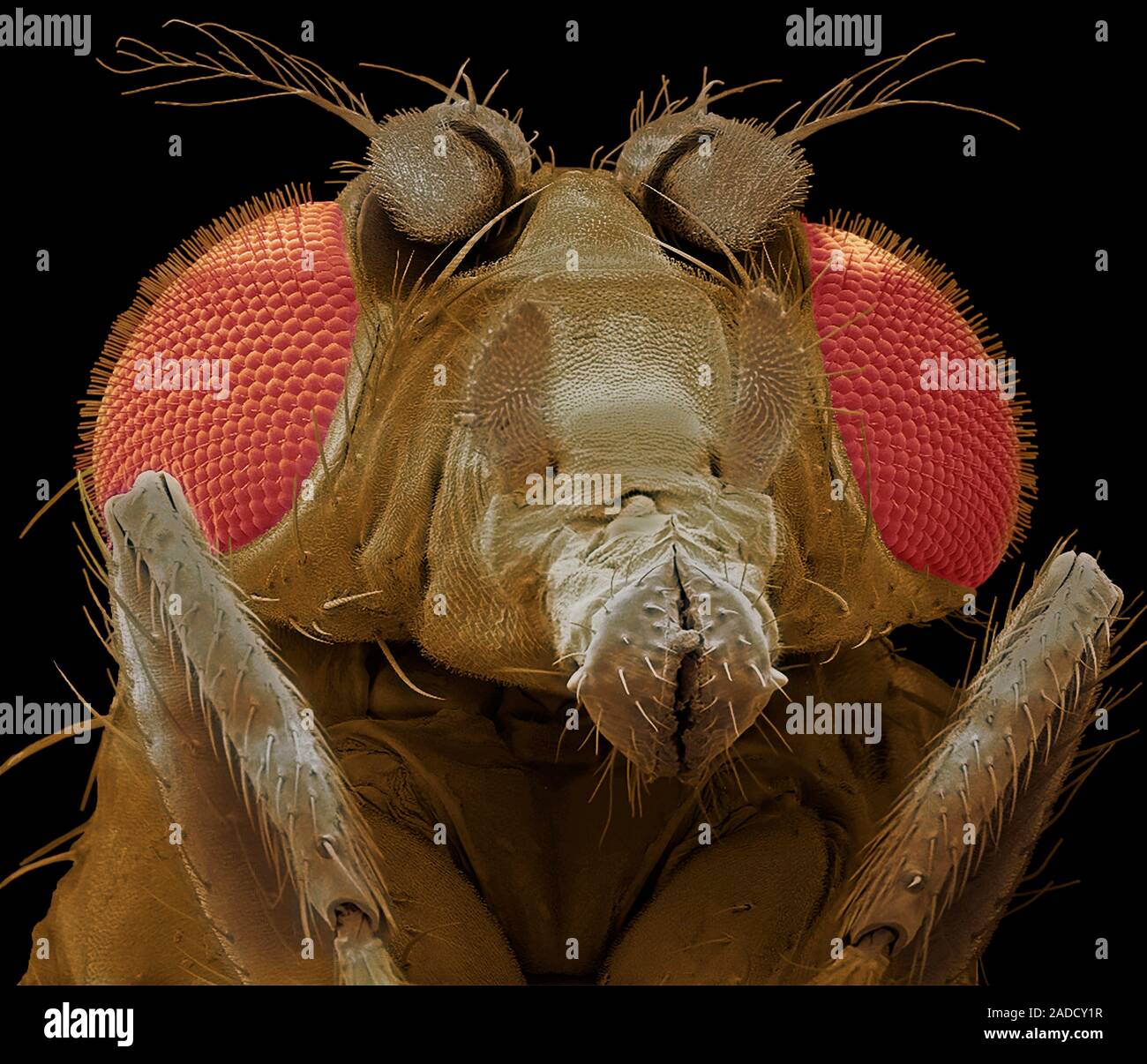 Fruit fly head. Coloured scanning electron micrograph (SEM) of the head ...