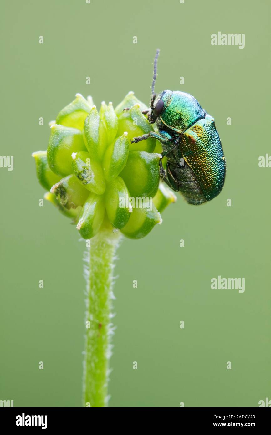 Side view of a green leaf beetle (Cryptocephalus hypochaeridis) from ...
