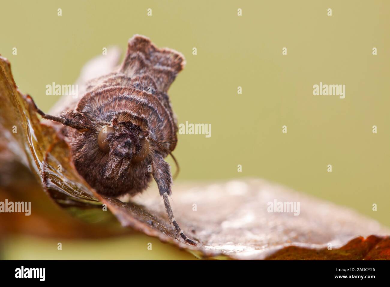Frontal view of a silver y moth (Autographa gamma) resting on a leaf in ...