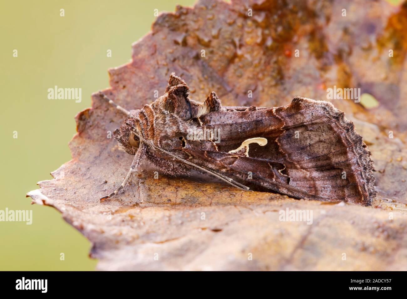Lateral view of a silver y moth (Autographa gamma) resting on a leaf in ...