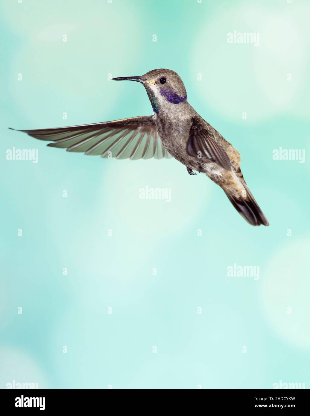 Brown violetear (Colibri delphinae) hummingbird. This large hummingbird ...