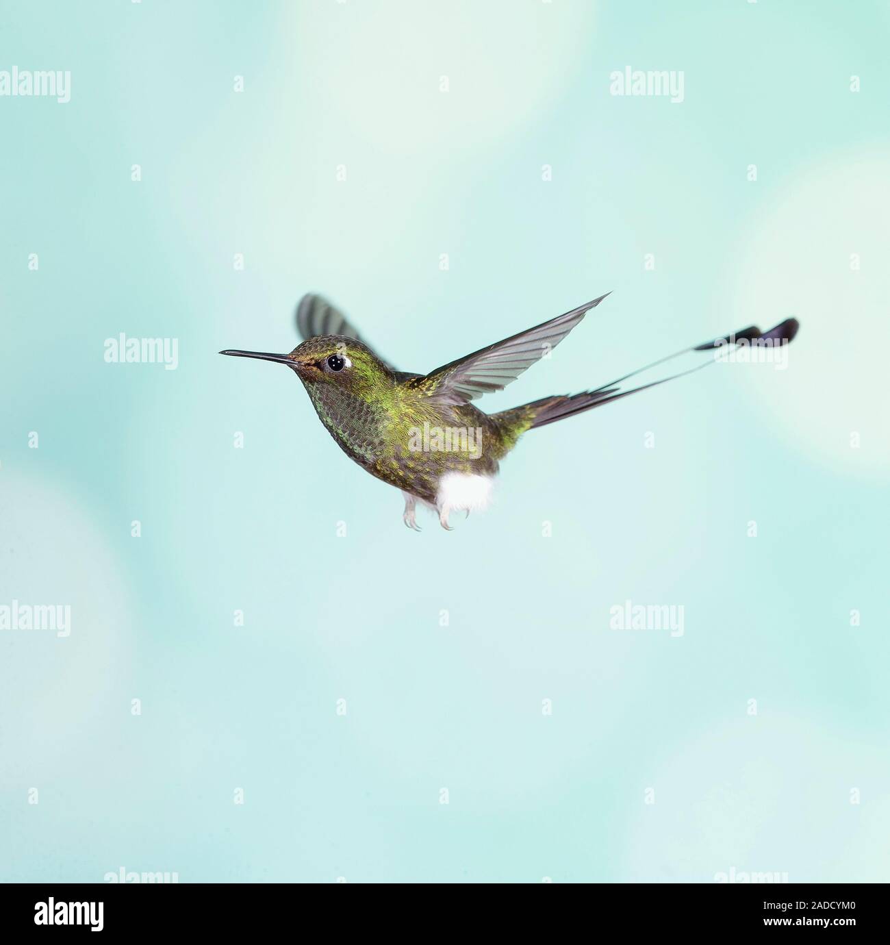 White-booted racket-tail (Ocreatus underwoodii) hummingbird. This ...